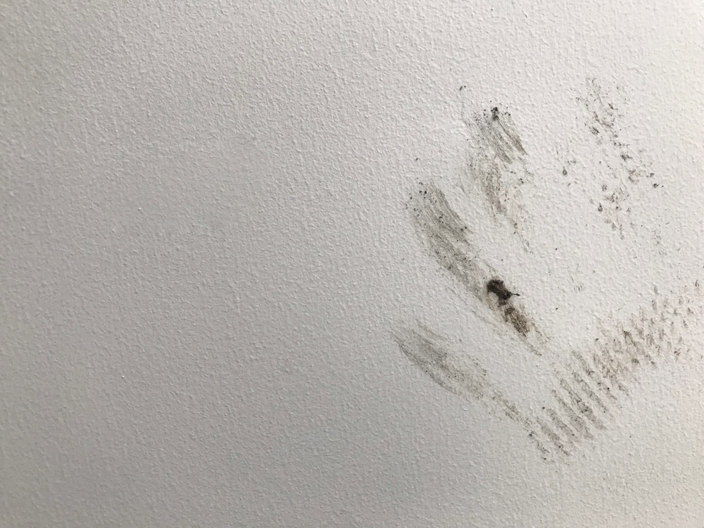 How To Get Greasy Fingerprints Off Walls - The Maids