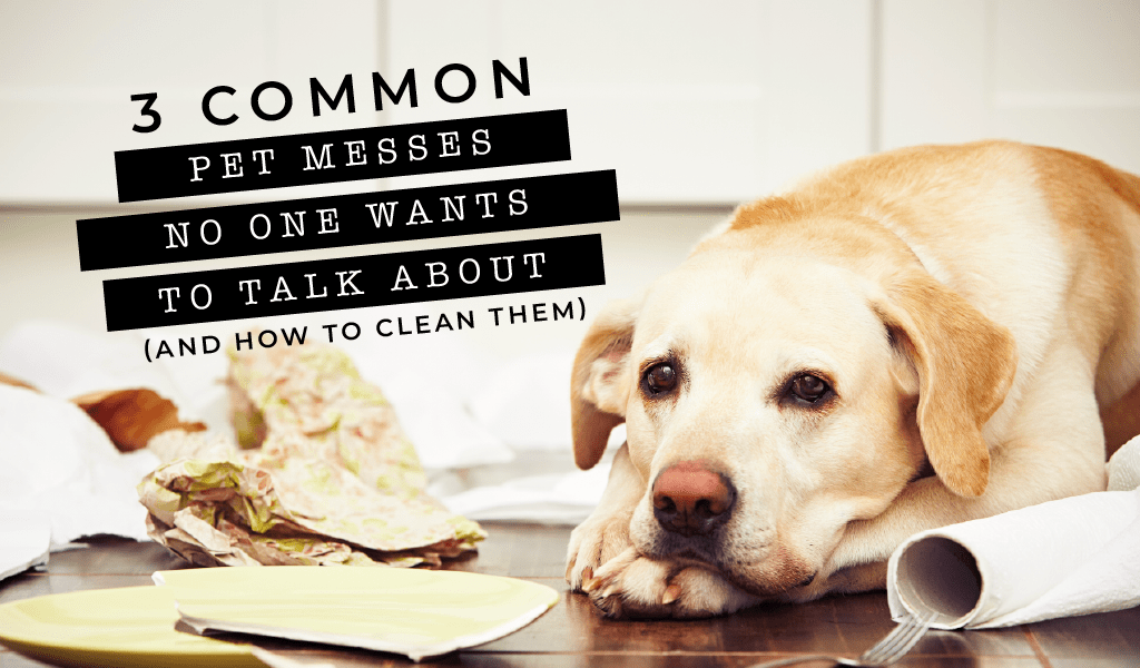 Three Common Pet Messes No One Wants To Talk About (And How to Clean ...