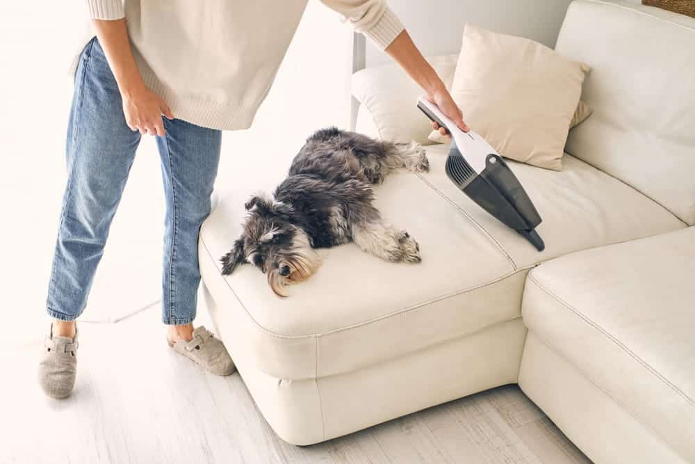 Products To Help Keep Your Home Clean If You Have Pets - The Maids